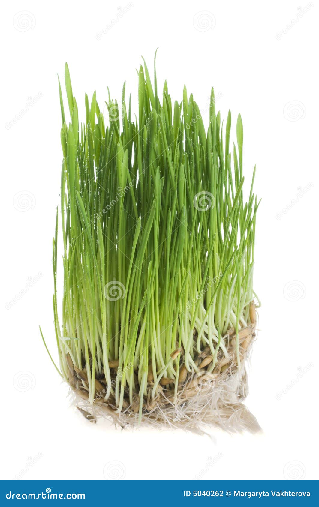 Green Grass Sprout of Wheat Over White Stock Photo - Image of concepts ...