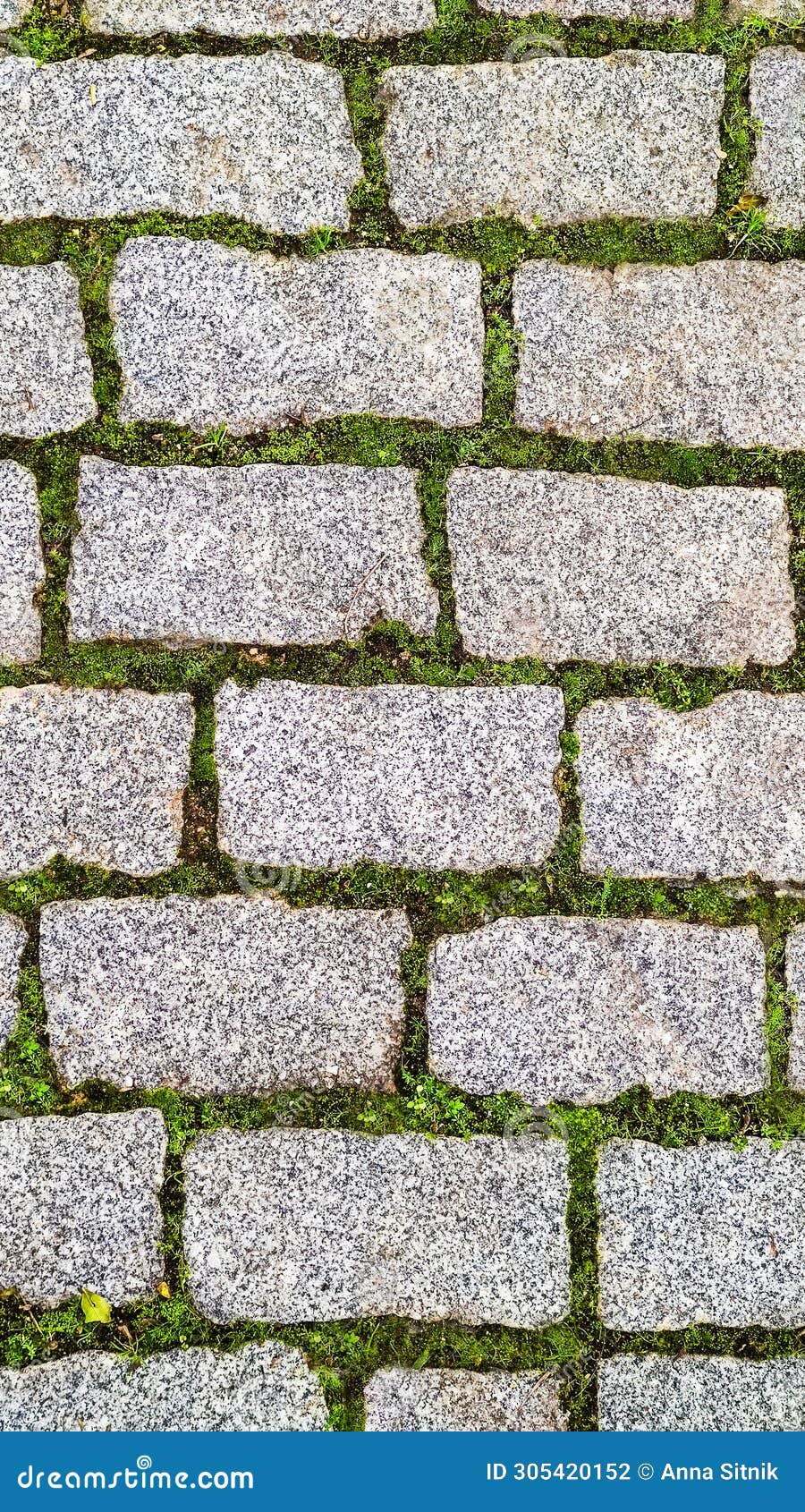 Green Grass Sprouted between Bricks of Cobblestone Path, Top View ...