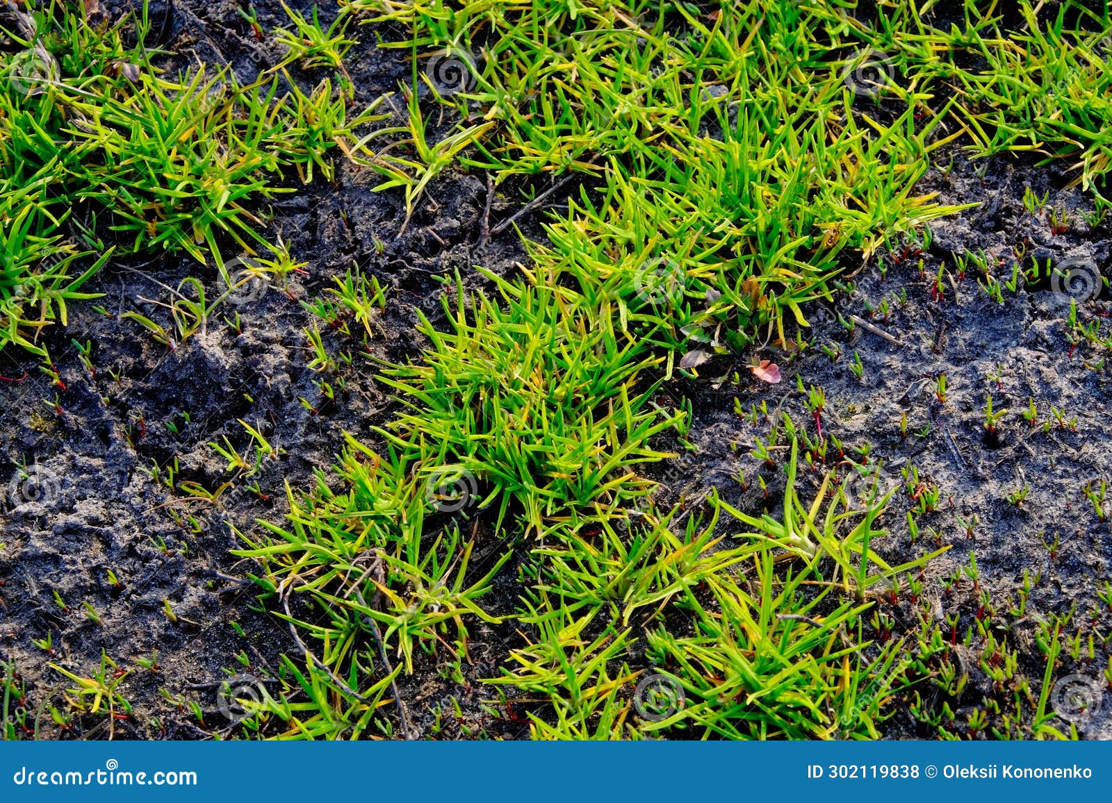 Green Grass Sprouts from Dark, Rich Soil Stock Photo - Image of ecology ...