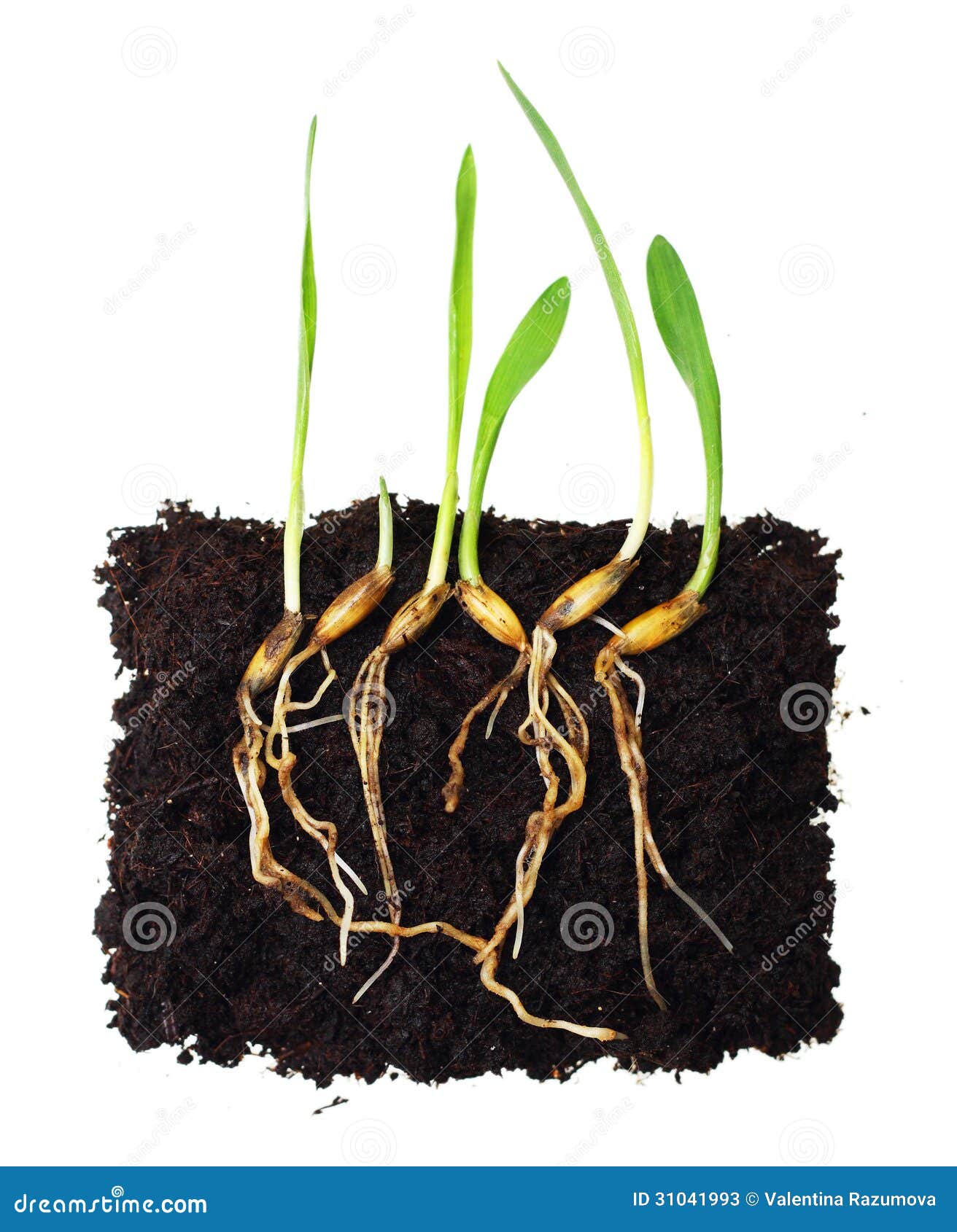 Green grass sprouts stock image. Image of prairie, plant - 31041993