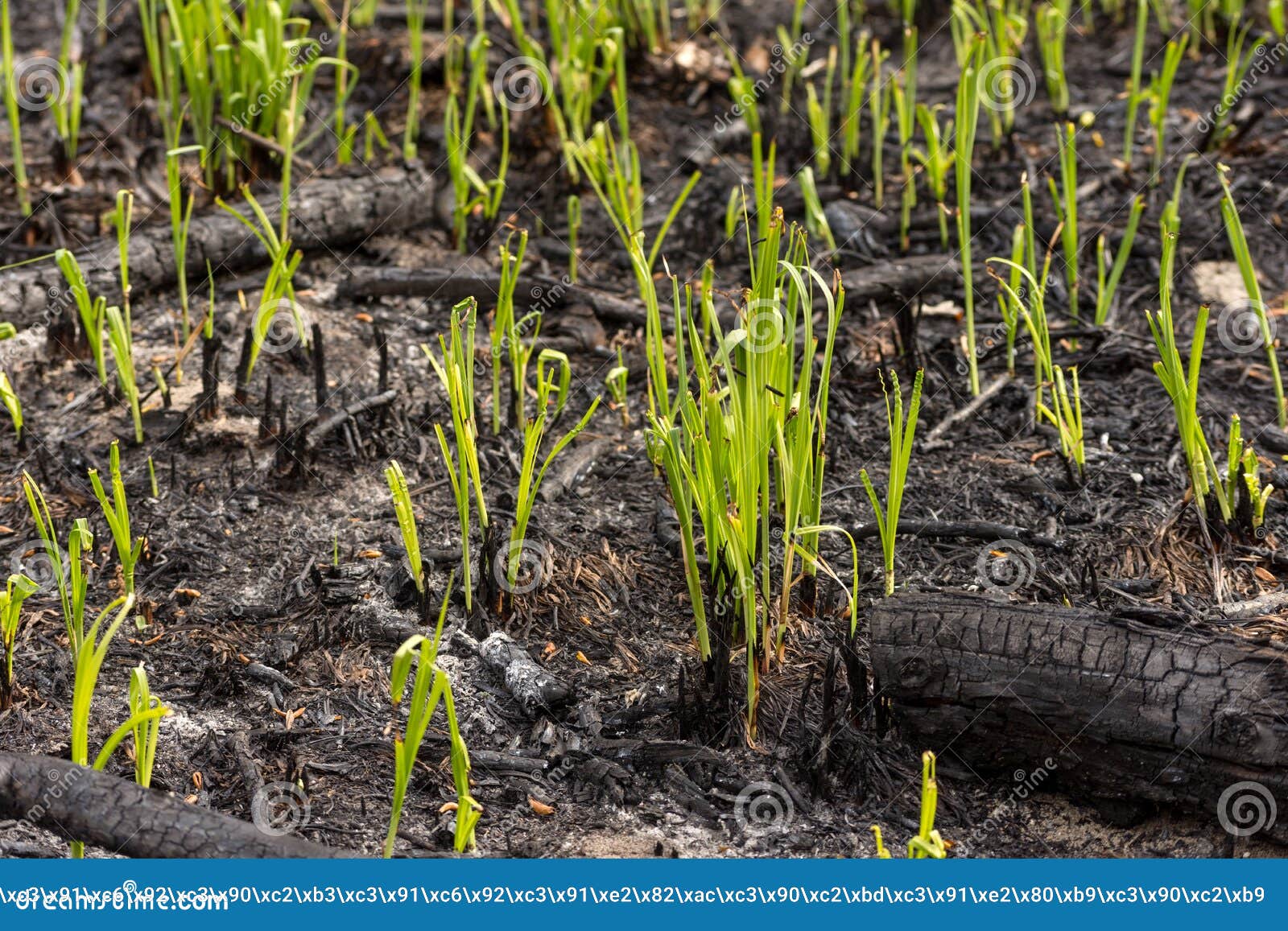 Green Grass Sprouts Sprout through the Ashes after a Fire in a ...