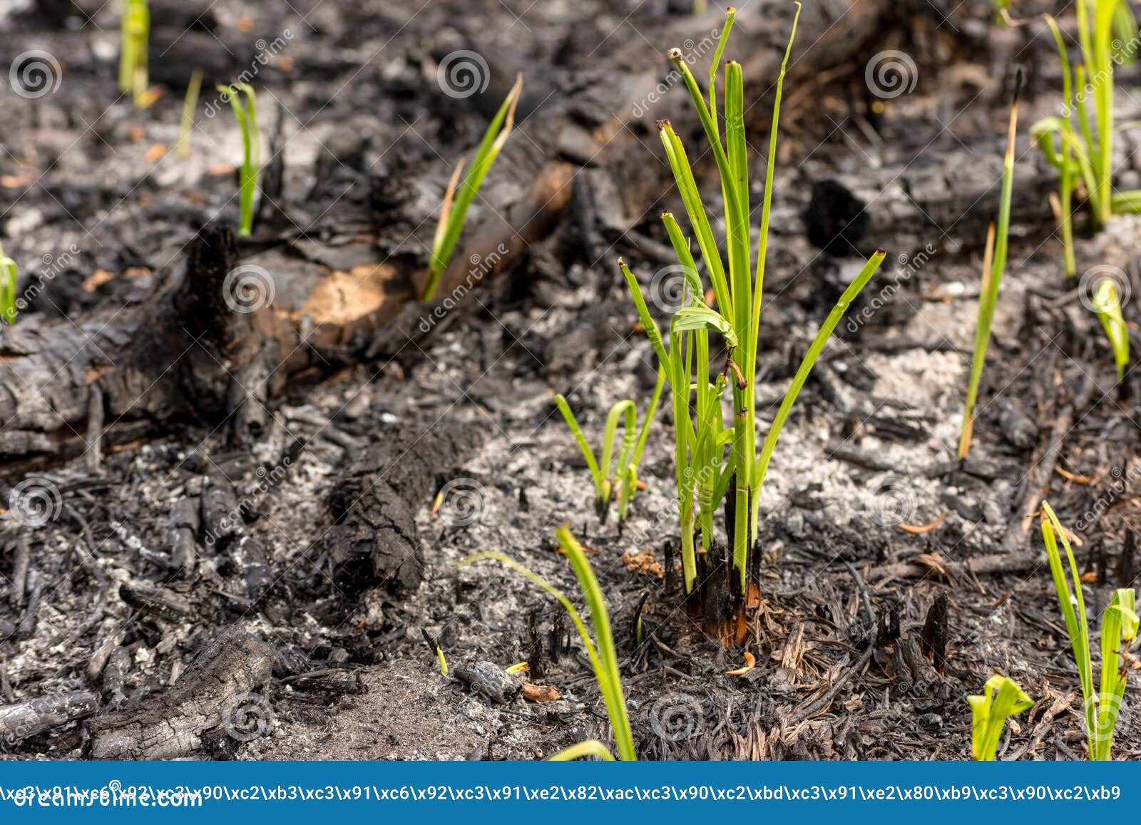 Green Grass Sprouts Sprout through the Ashes after a Fire in a ...