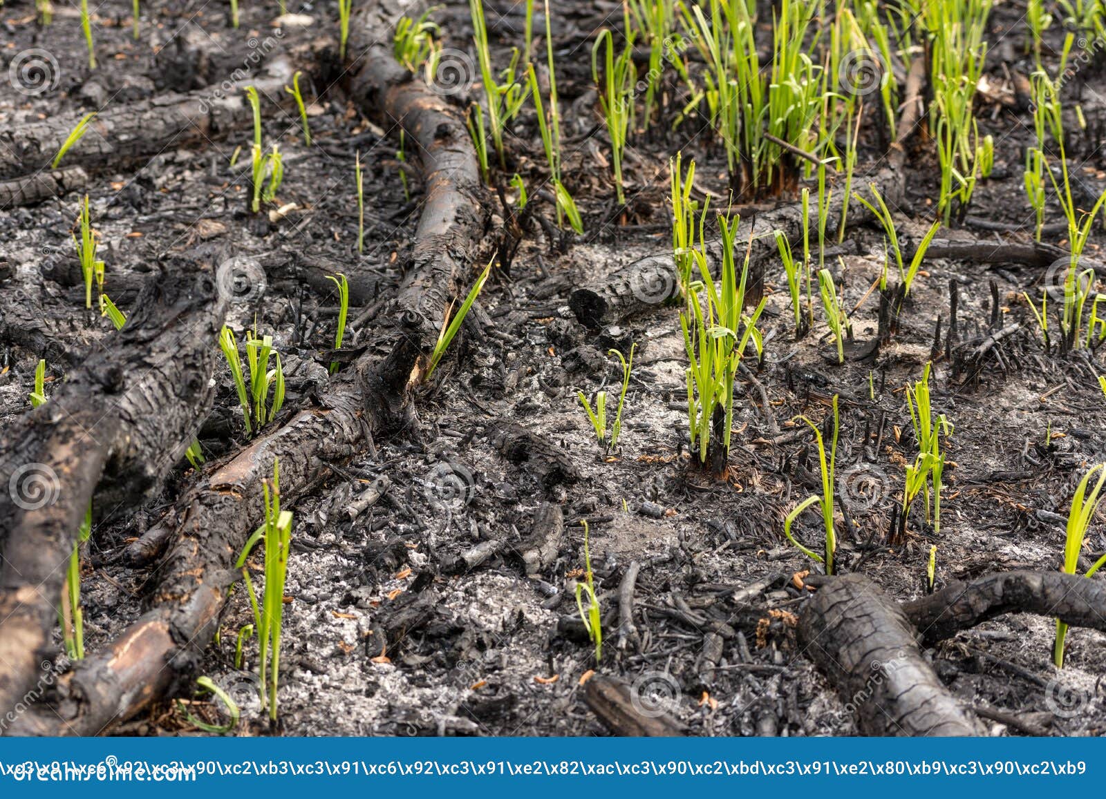 Green Grass Sprouts Sprout through the Ashes after a Fire in a ...