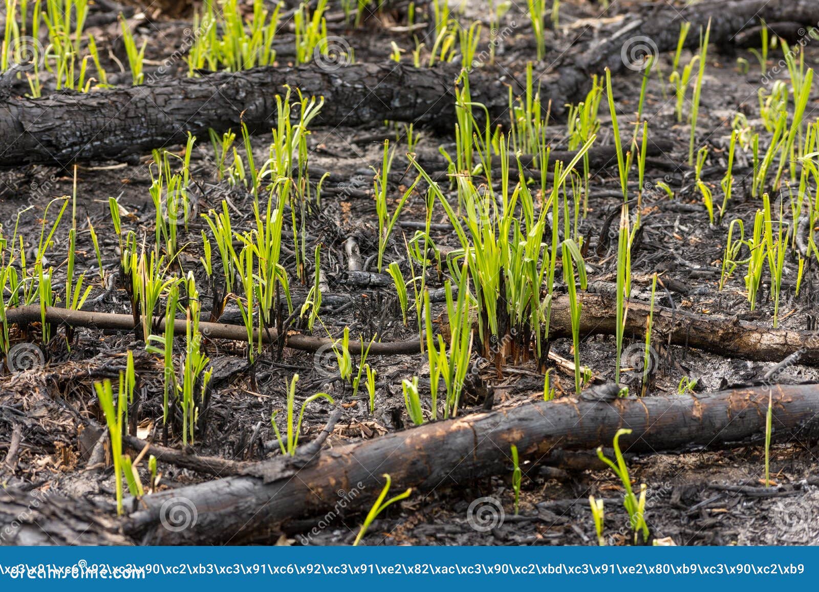 Green Grass Sprouts Sprout through the Ashes after a Fire in a ...