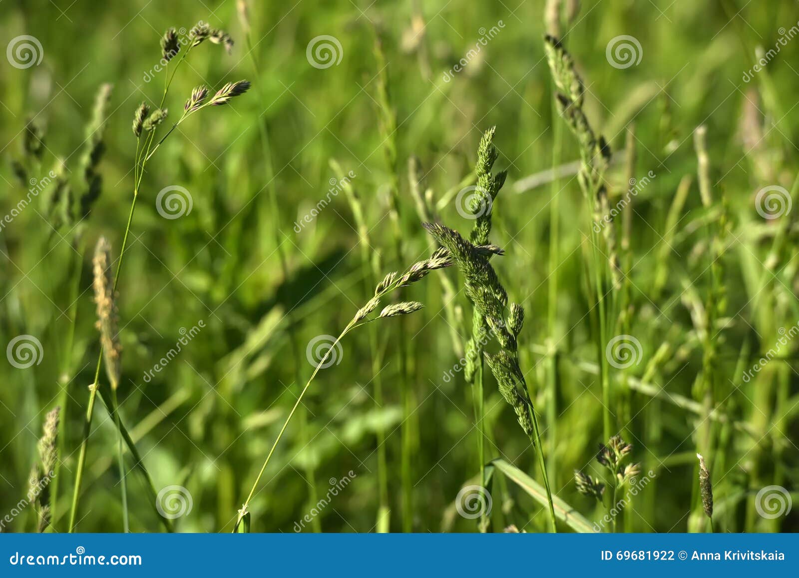 Green grass stalks stock photo. Image of atlantic, fertile - 69681922