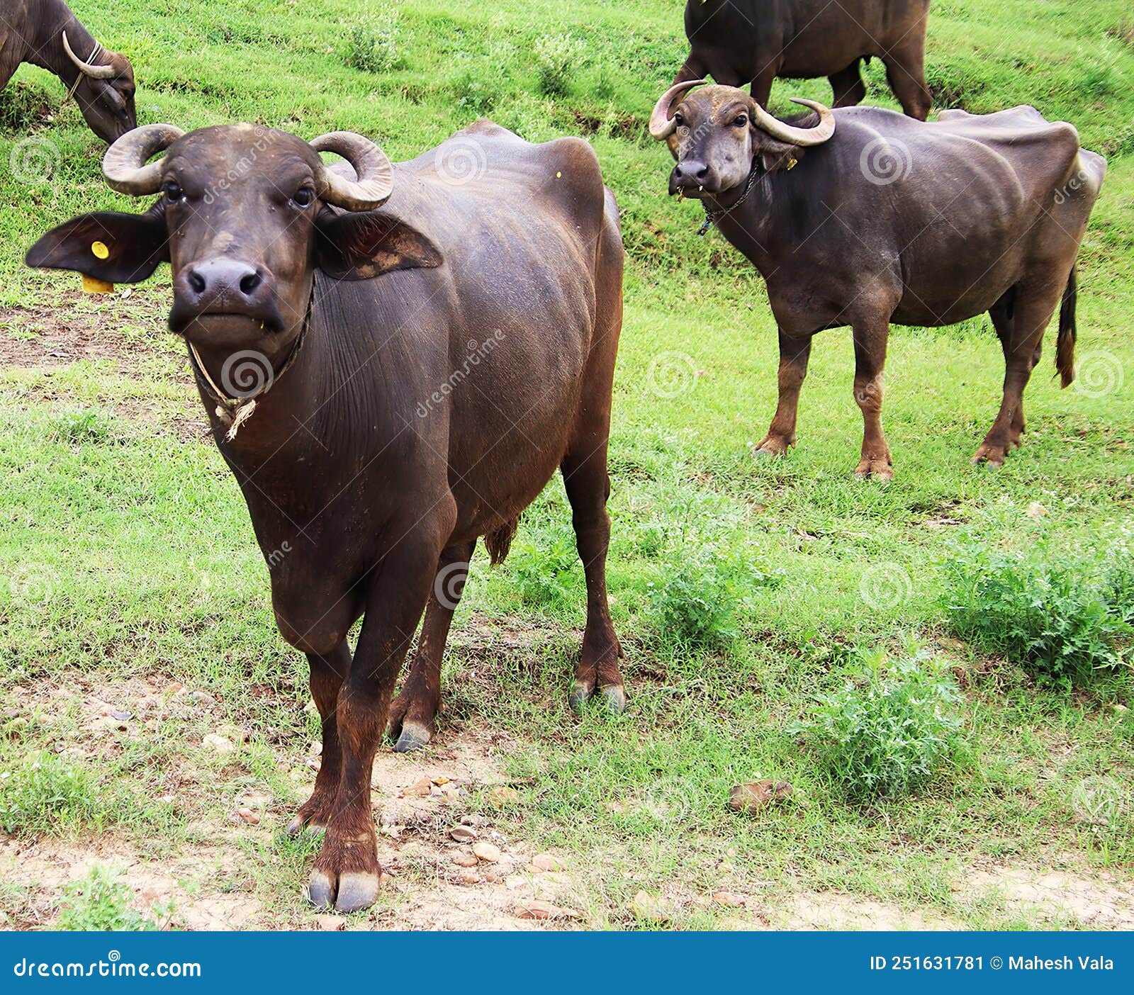 Green Grass Standing Two Buffalo and Looking Stock Image - Image of ...