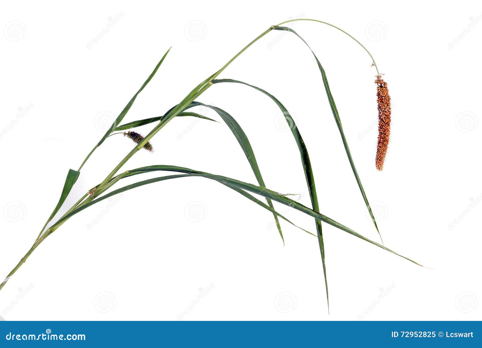 Green Grass Stem with Ear of Red Millet Stock Image - Image of grain ...