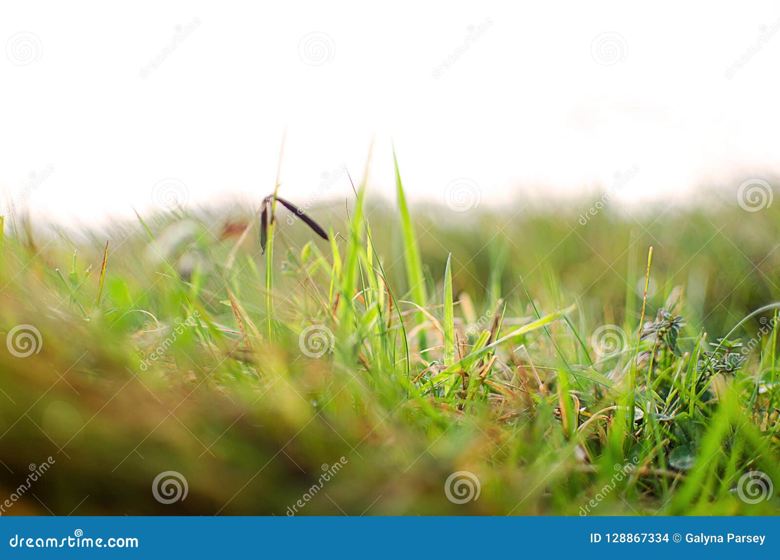 Green Grass Stem Growing Outdoors Stock Photo - Image of design, meadow ...