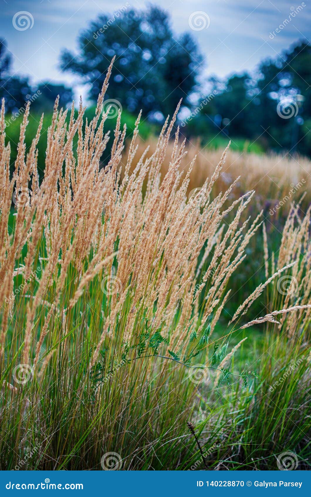 Green Grass Stem Growing Outdoors Stock Photo - Image of meadow, garden ...