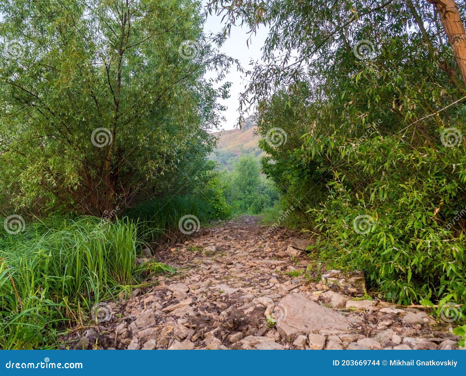Green Grass and Stone Path Way Stock Photo - Image of field, outdoor ...