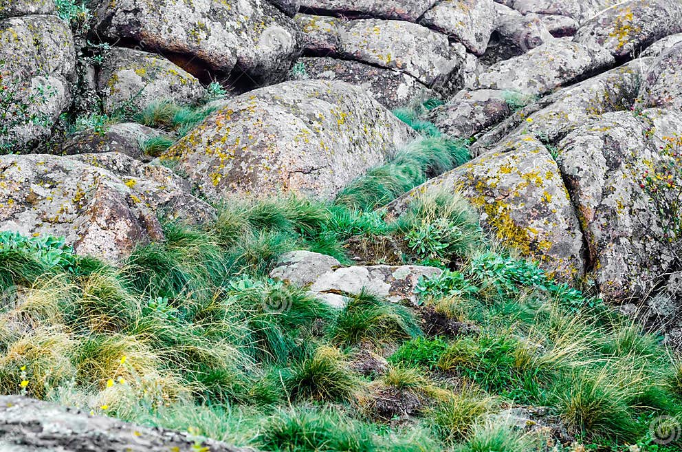 Green Grass on Stones Rocks Stock Photo - Image of stoned, grass: 130664056