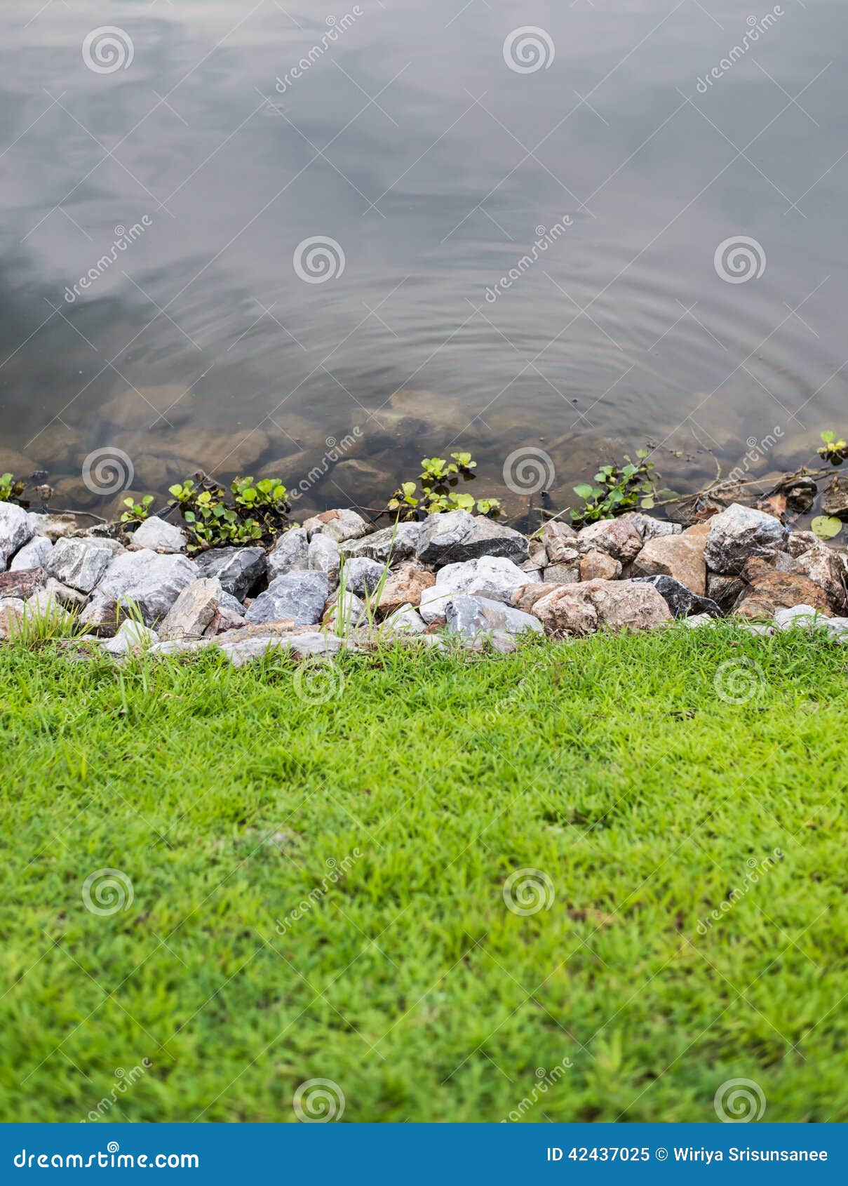 Green Grass with Stones and Water Stock Image - Image of healthy, care ...