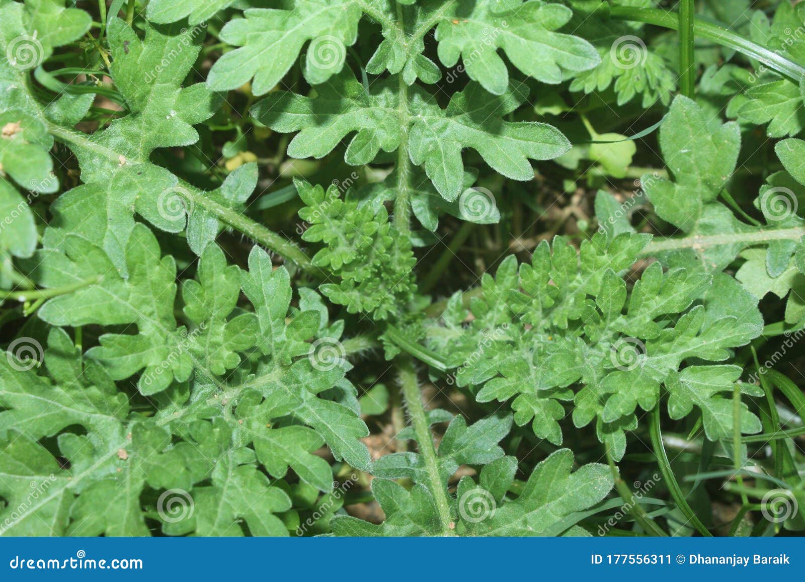 Green Grass with Strange Leaves Stock Image - Image of garden, macro ...