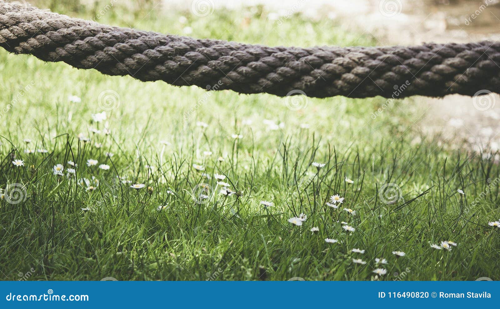 Green Grass, Stretched Rope Stock Photo - Image of fence, foliage ...
