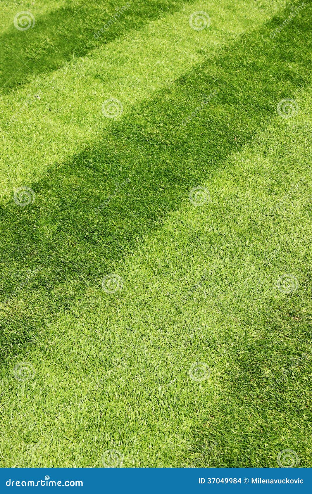 Green grass with stripes stock photo. Image of activity - 37049984