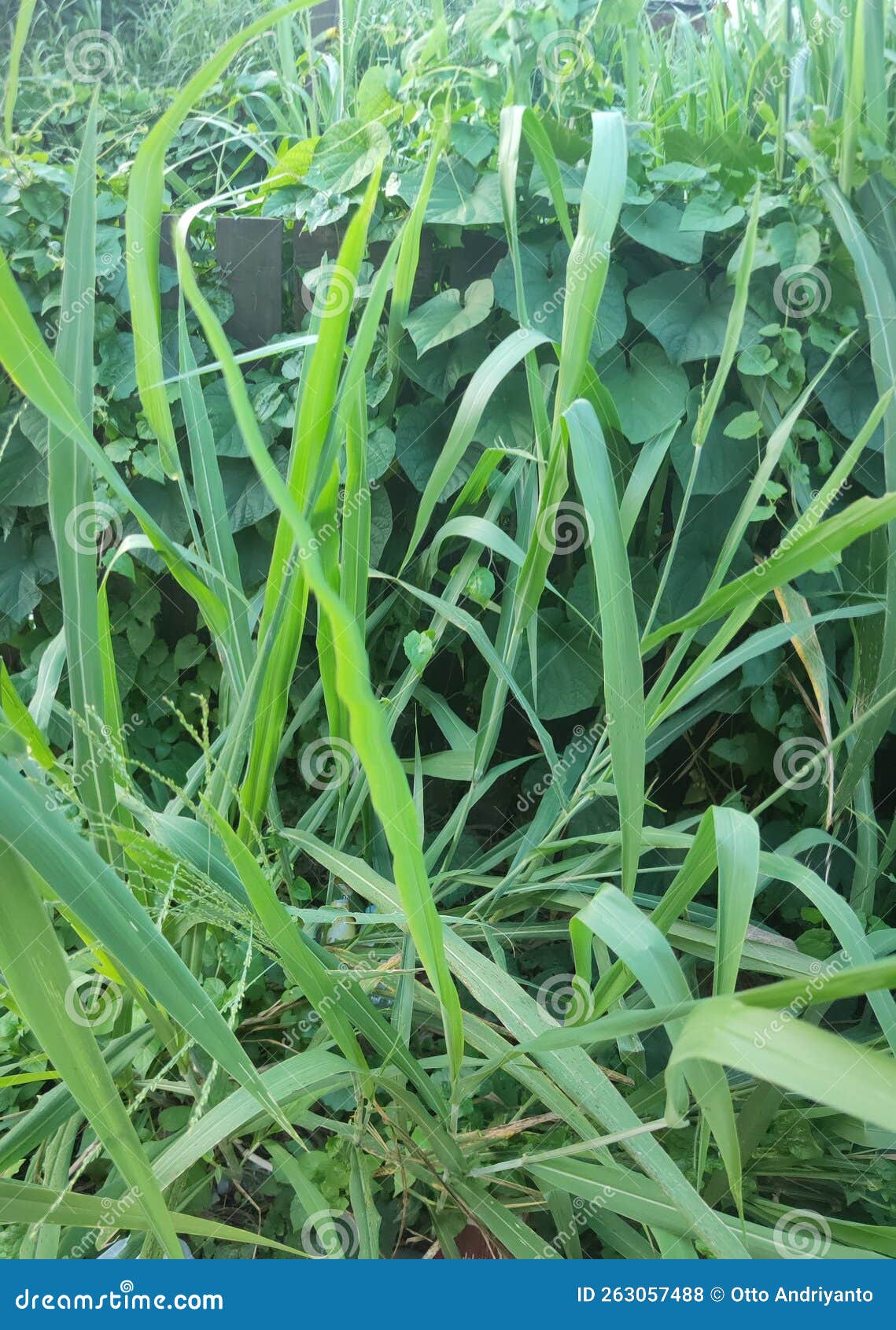 The Green Grass in the Suburban City Forest Stock Photo - Image of ...