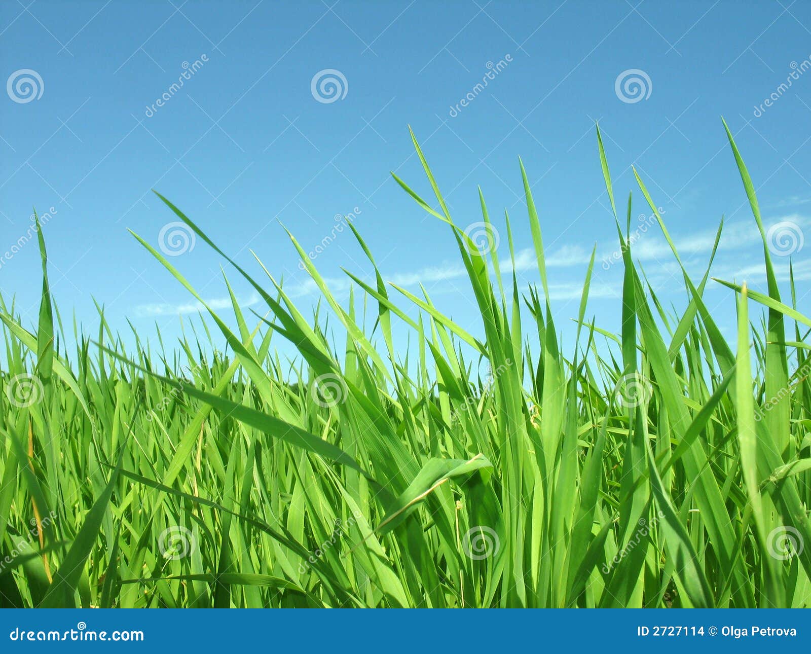 Green grass. Summer day stock photo. Image of solar, blue - 2727114