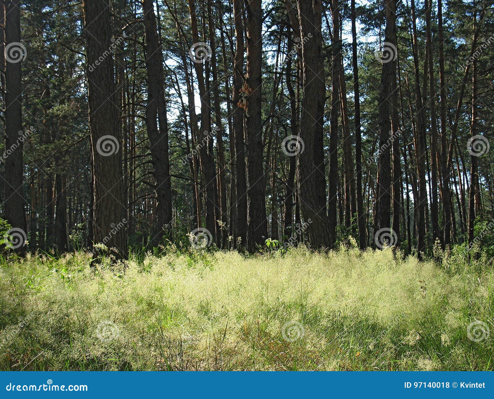 Green Grass in Summer Pine Forest Stock Photo - Image of forest ...