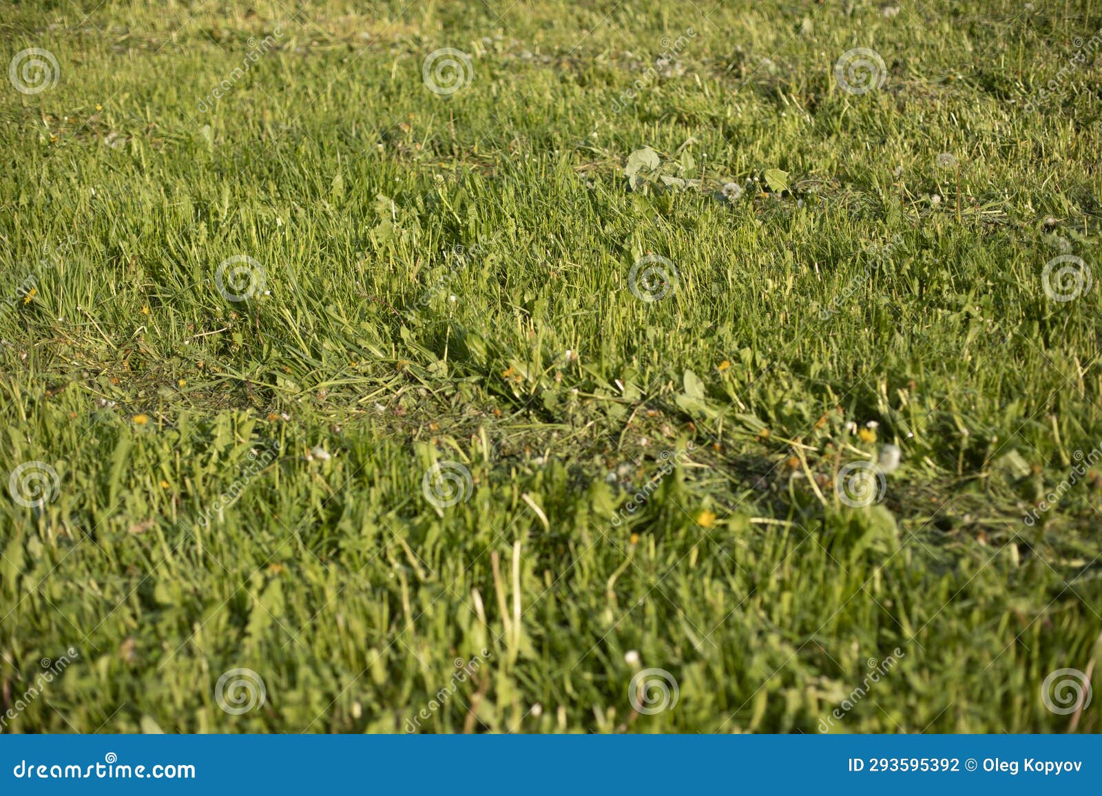 Green Grass in Summer. Grass in Sunlight Stock Photo - Image of sunny ...