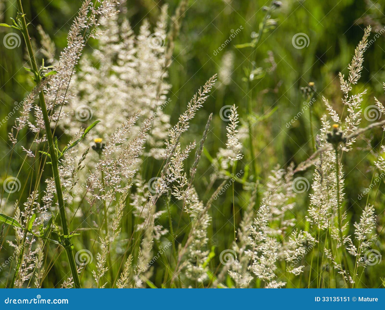 Green Grass in the Summer Sunny Day Stock Image - Image of nature ...