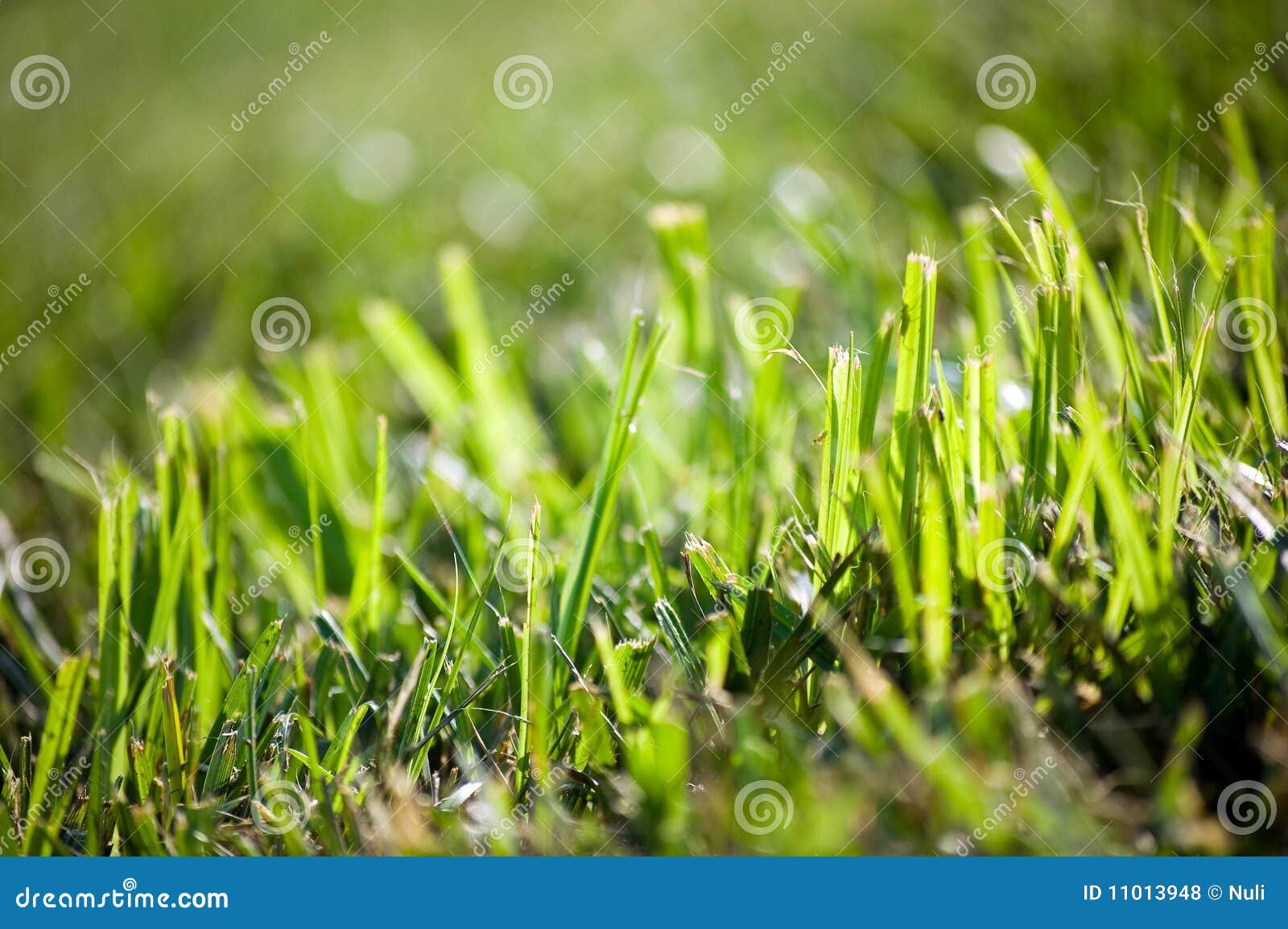 Green grass in a sun stock photo. Image of clean, ground - 11013948