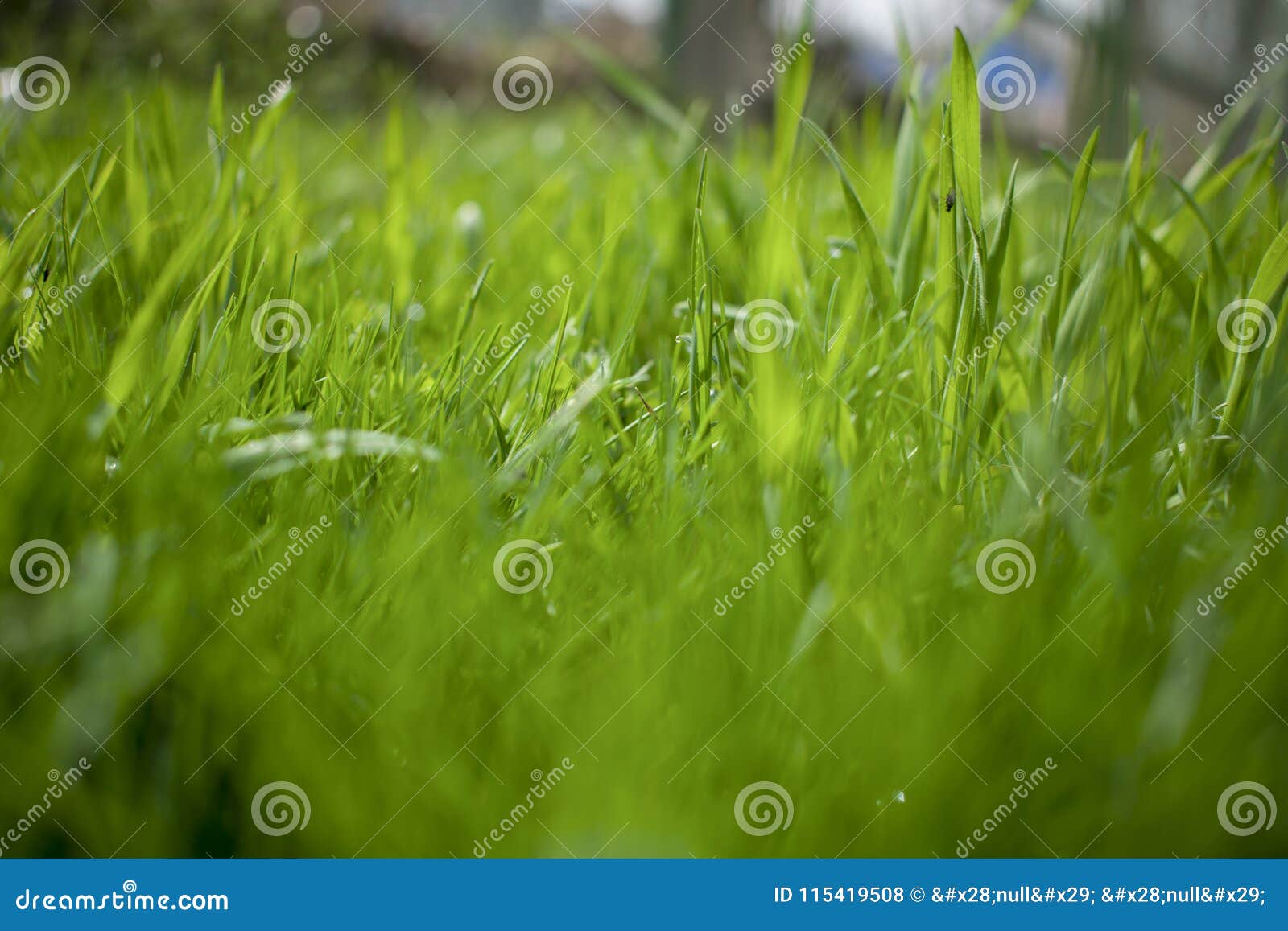 Green grass in the sun stock photo. Image of agriculture - 115419508