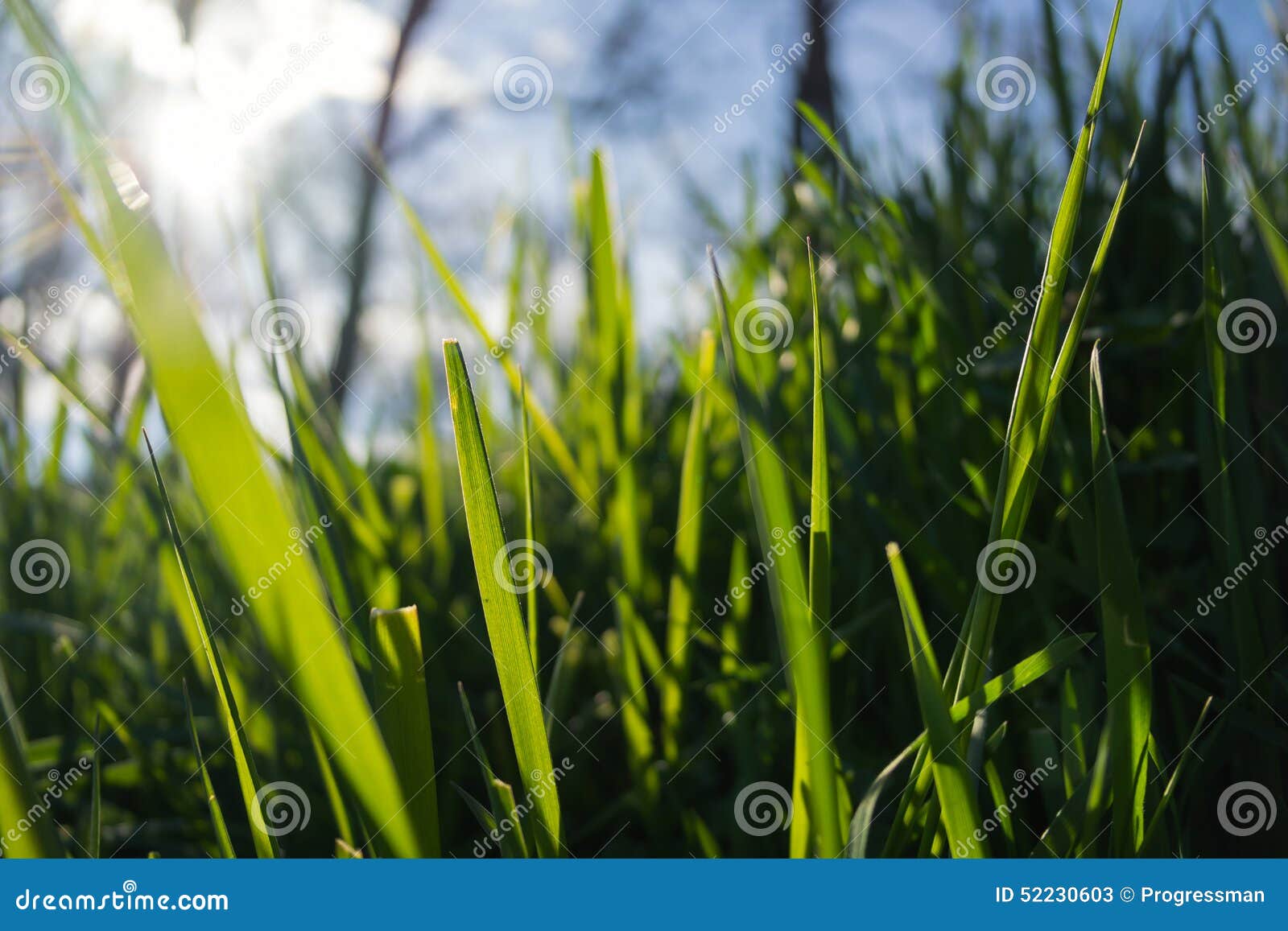 Green grass in the sun stock image. Image of lawn, countryside - 52230603