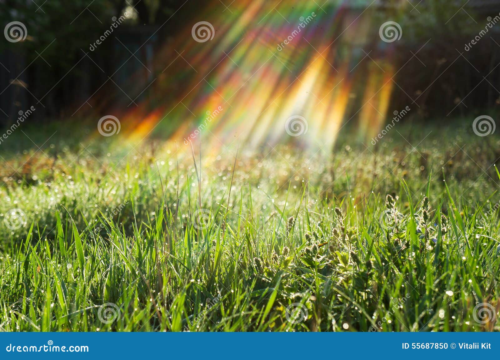 Green Grass and Sun,environmental Protection Concept Stock Photo ...