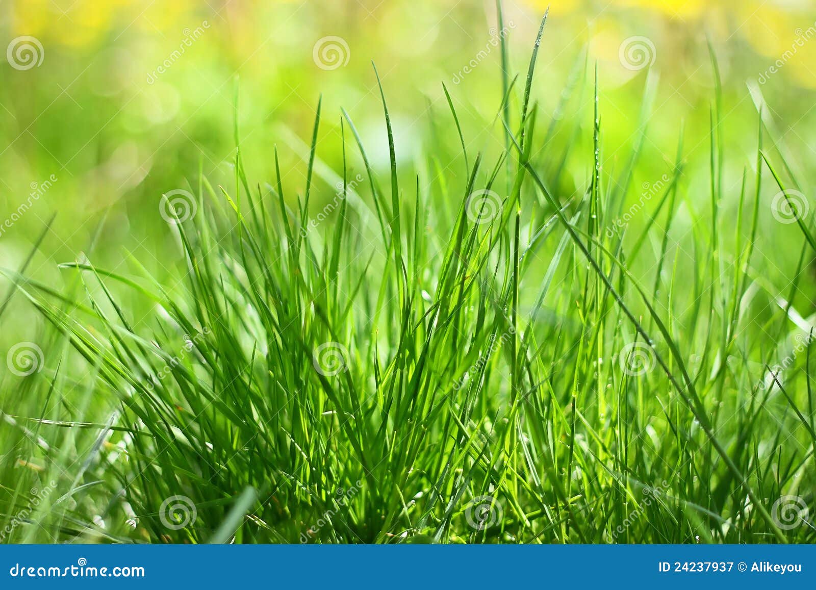 Green Grass in the Sun Lights Stock Image - Image of idyllic, blue ...