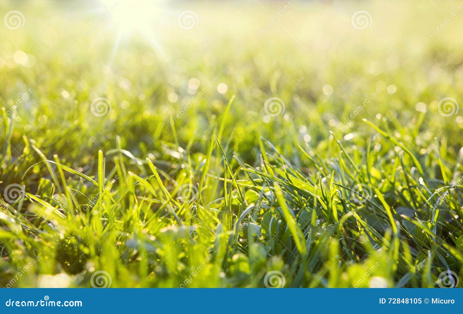 Green grass with sun rays stock image. Image of blur - 72848105