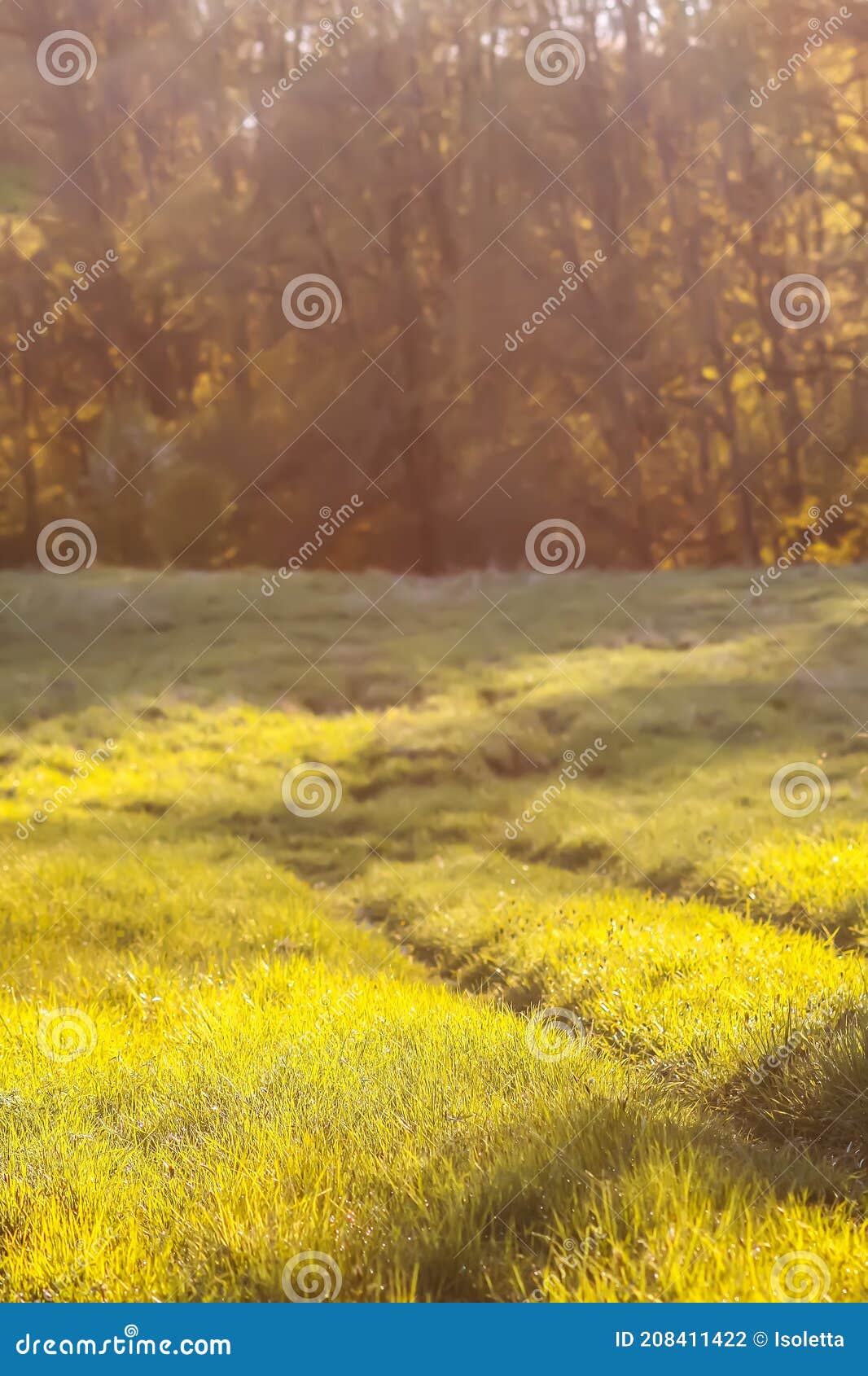 Green grass in sunlight stock photo. Image of clear - 208411422