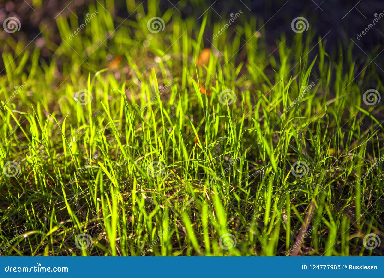 Green grass in sunlight stock image. Image of beautiful - 124777985