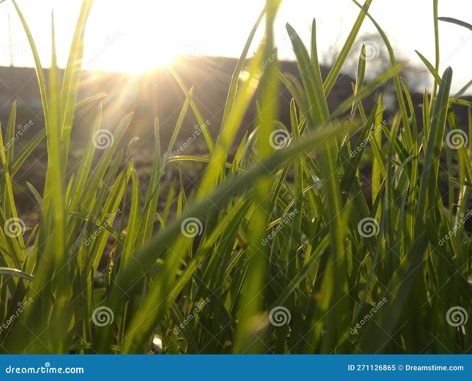 Green grass ,sunlight stock image. Image of field, food - 271126865