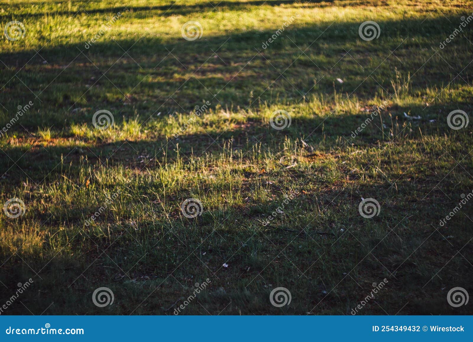 Grass with Sunlight and Shadow in a Field Stock Photo - Image of park ...