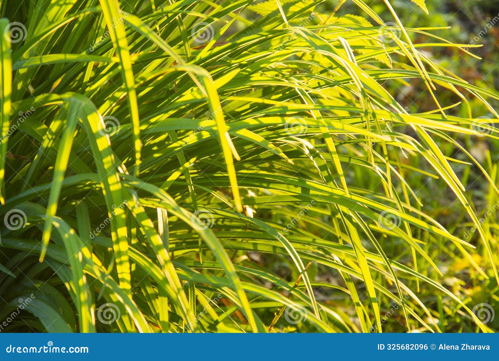 Green Grass in the Sunlight at Sunset Stock Photo - Image of summer ...