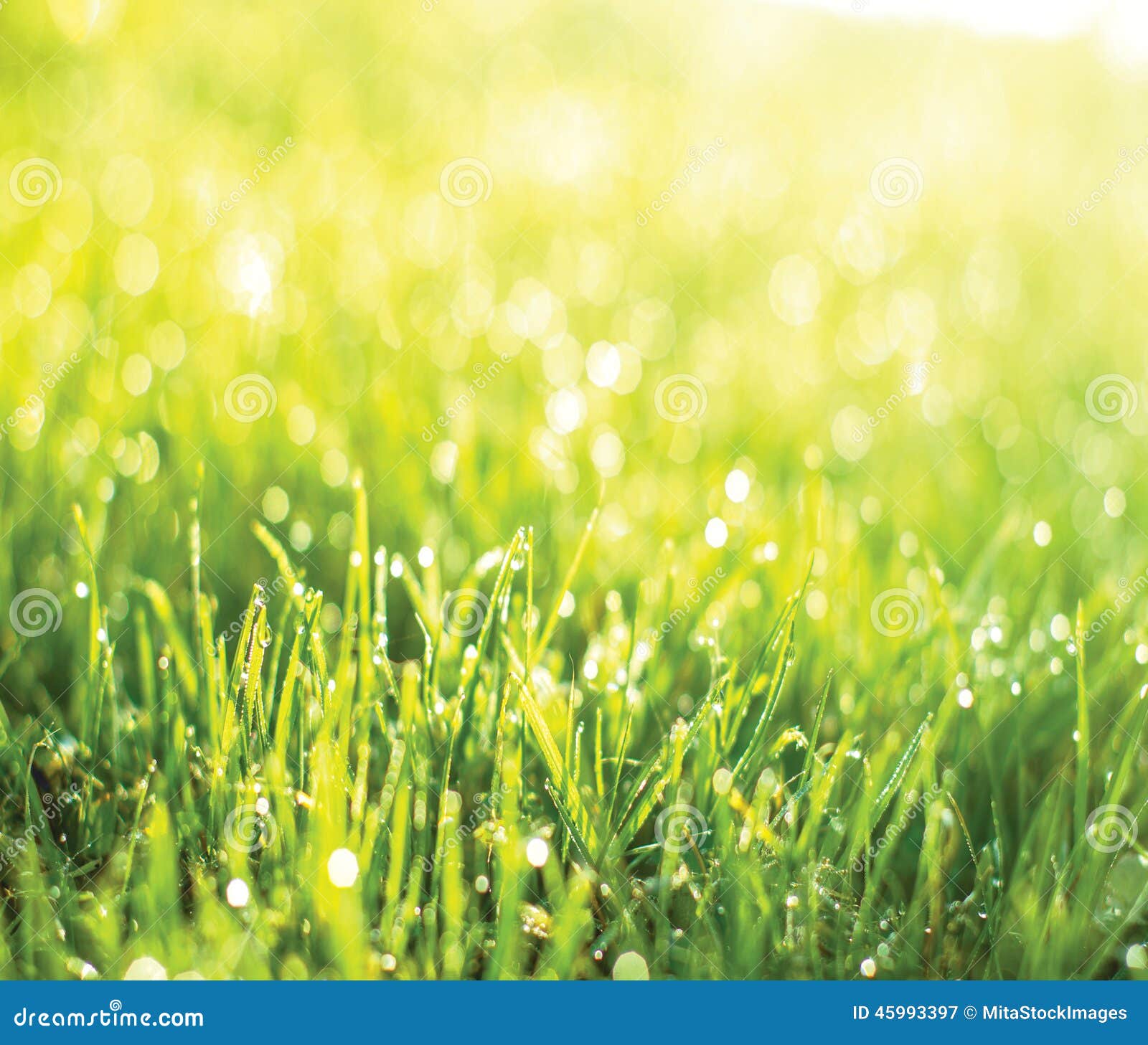 Green grass sunrise stock image. Image of abstract, background - 45993397