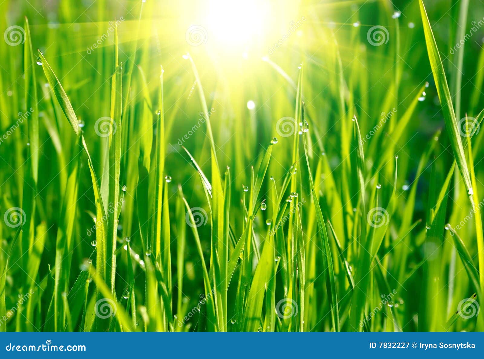 Green grass sunset stock image. Image of spring, hill - 7832227