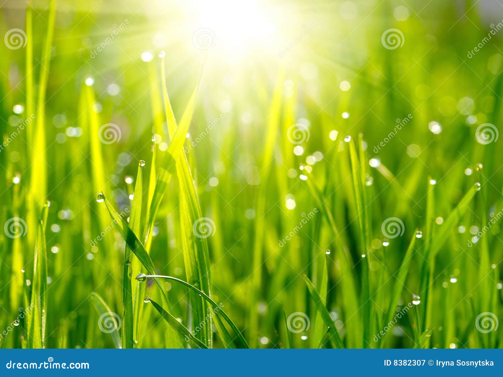 Green grass sunset stock image. Image of grow, sunset - 8382307