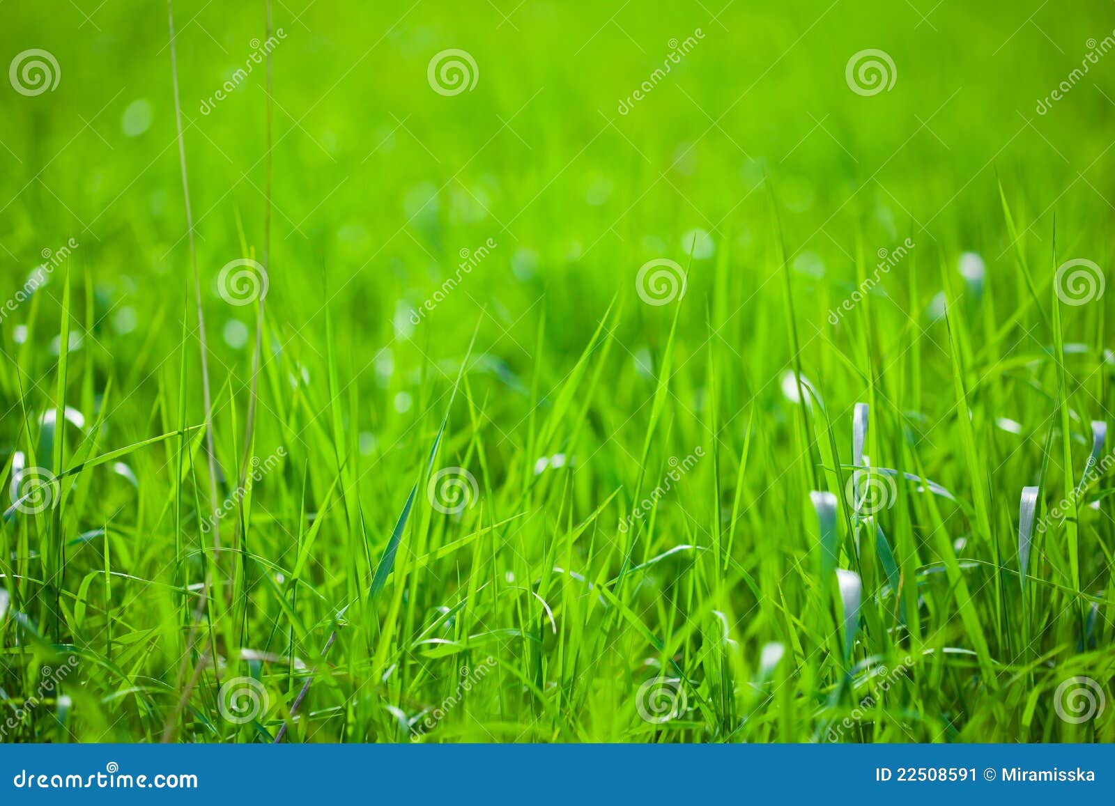 Green Grass in the Sunshine Stock Image - Image of green, lush: 22508591