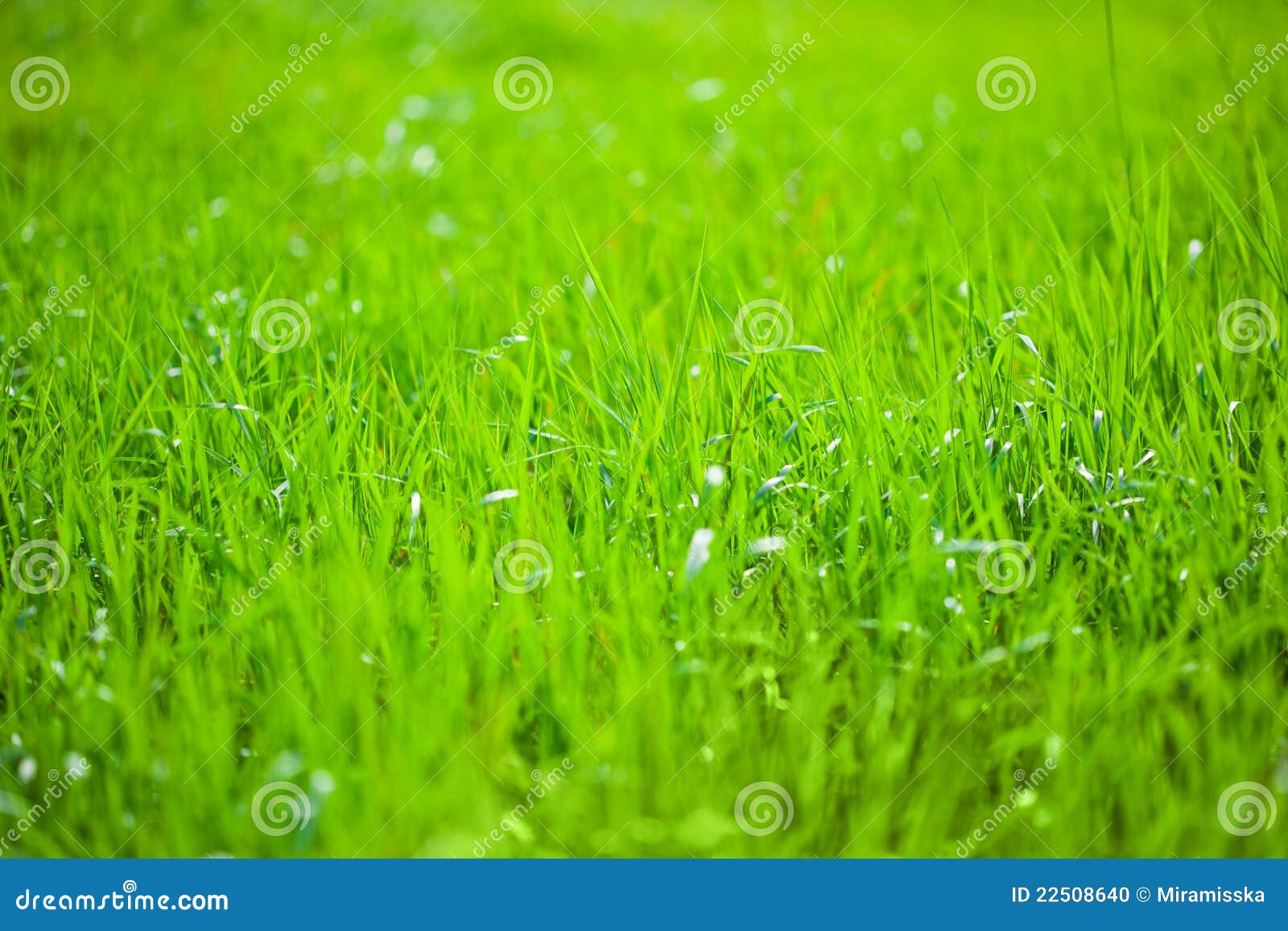 Green Grass in the Sunshine Stock Photo - Image of field, macro: 22508640