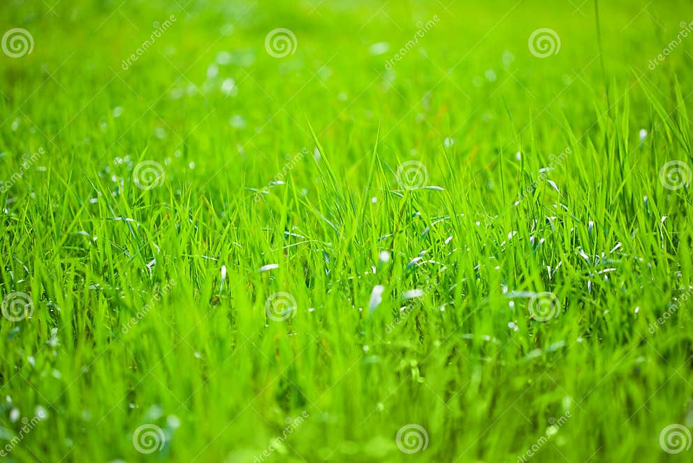 Green Grass in the Sunshine Stock Photo - Image of field, macro: 22508640