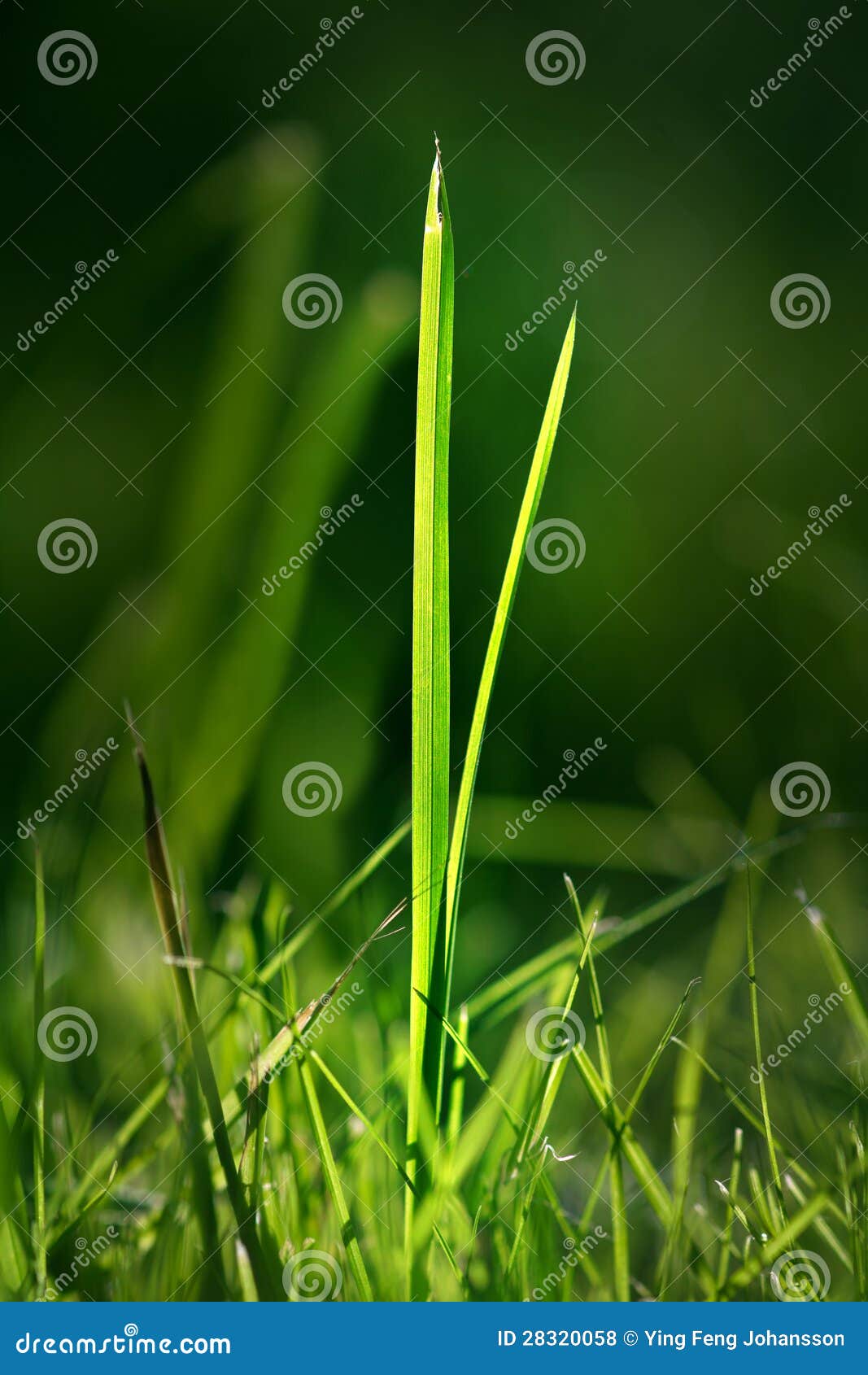 Green grass in sunshine stock photo. Image of sunlight - 28320058
