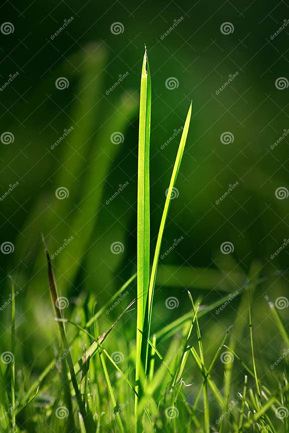 Green grass in sunshine stock photo. Image of sunlight - 28320058