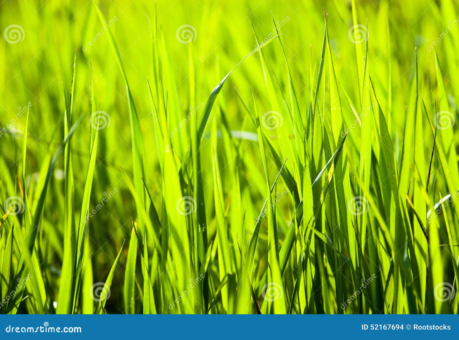 Green Grass in the Sunshine Stock Photo - Image of grass, graminoids ...