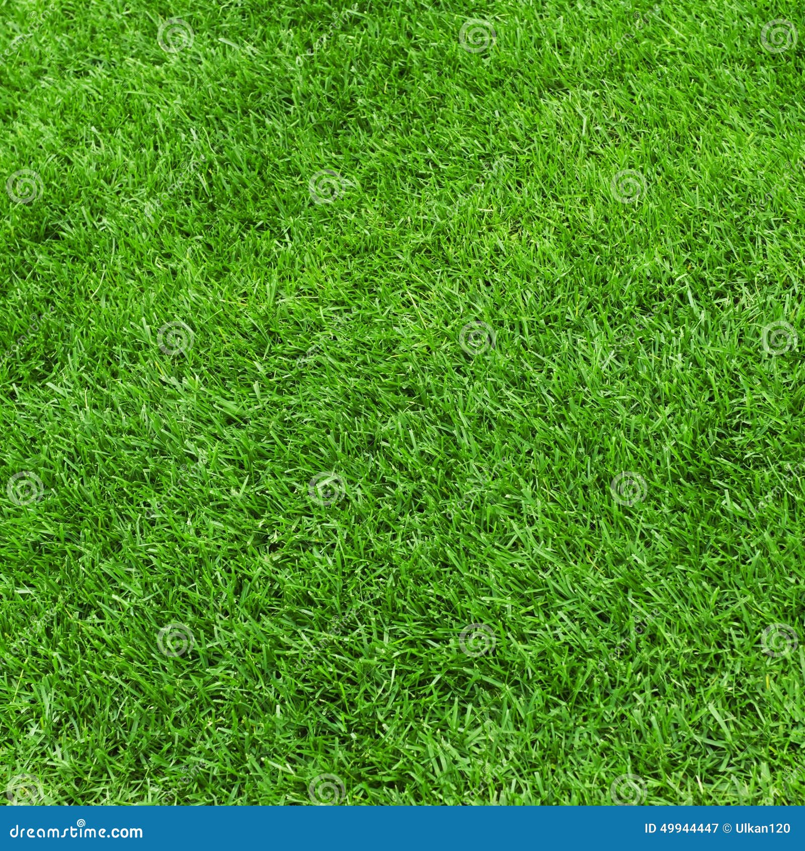 Green grass surface stock image. Image of petal, fresh - 49944447