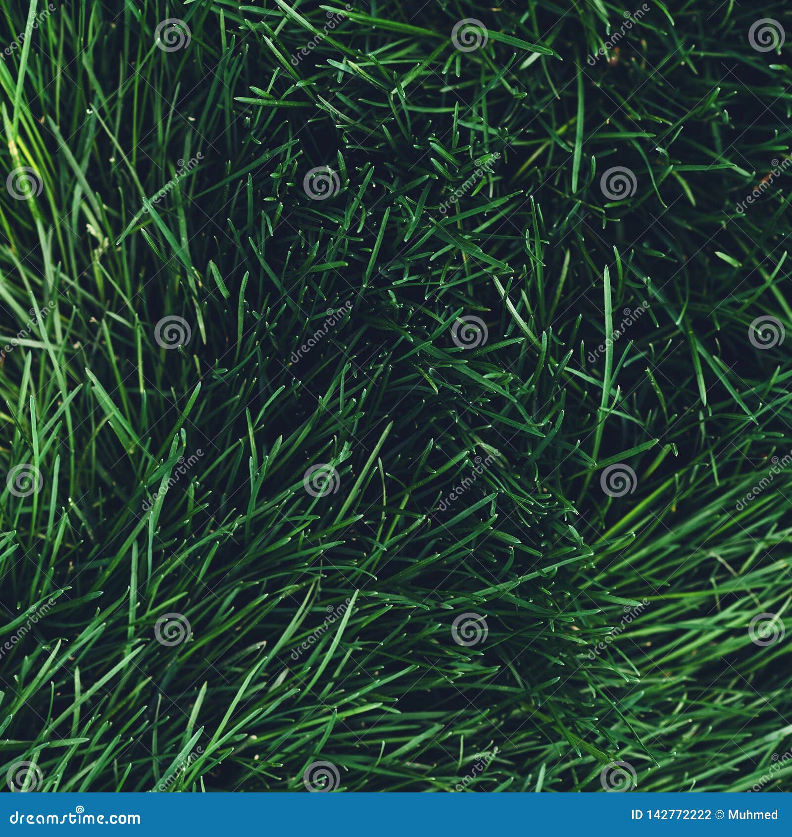 Green Grass Surface, Top View. Spring Grass Close Up. Lush Grass ...