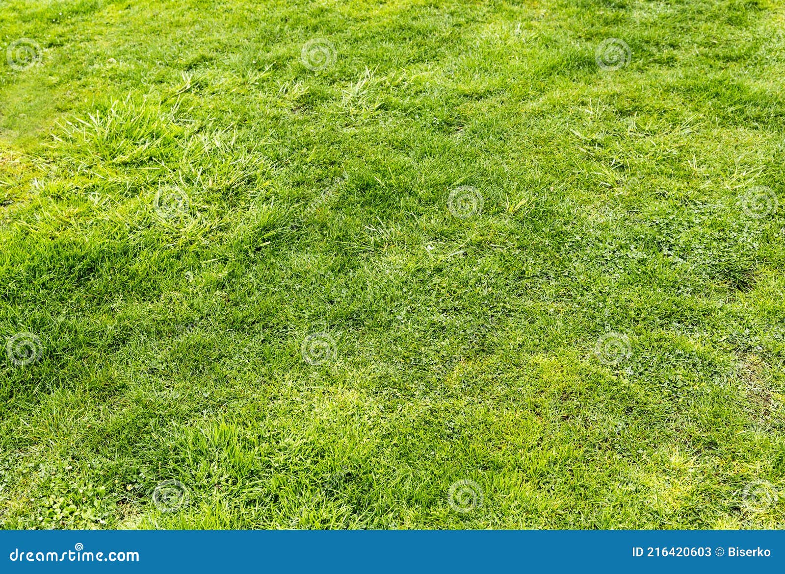 Green grass surfaces stock image. Image of oxygen, stalk - 216420603