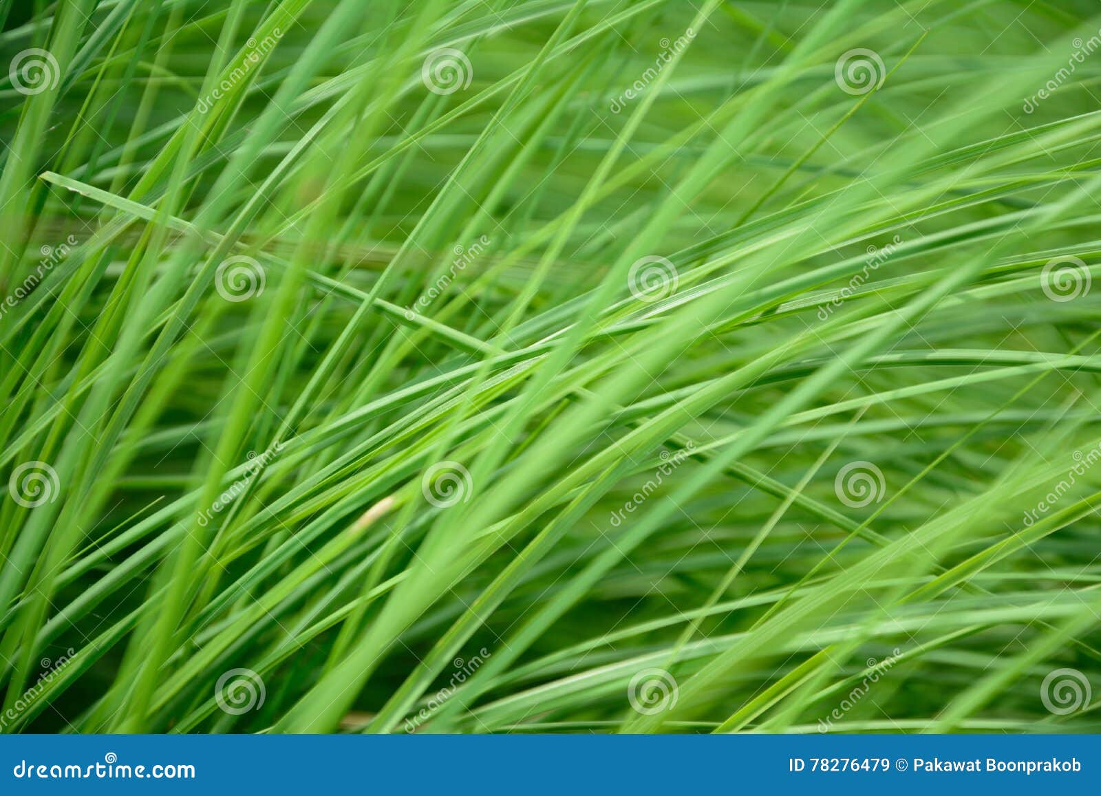 Green Grass Swaying in the Wind Stock Image - Image of wheatgrass ...