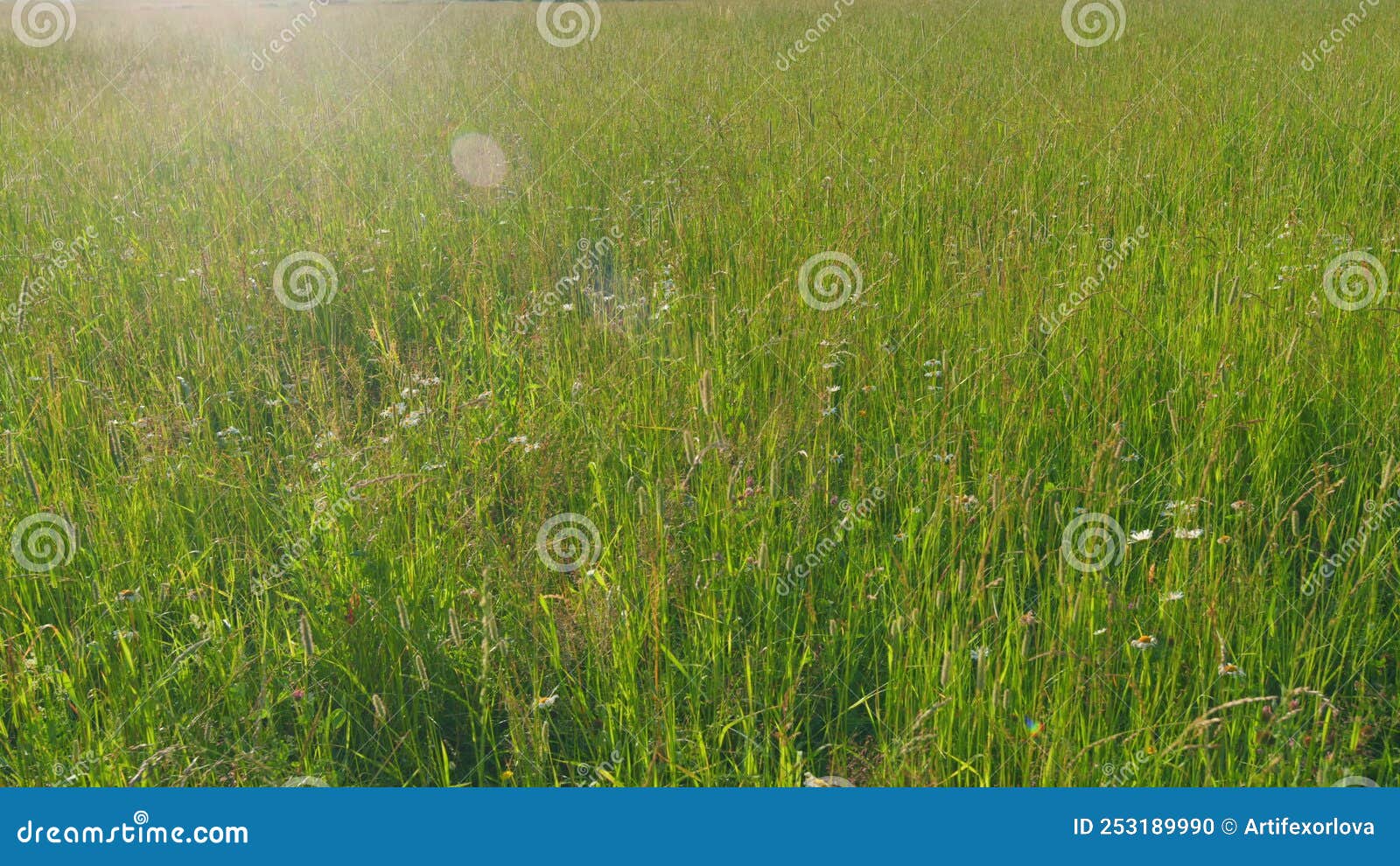 Green Grass Swaying in the Wind. Grass Waving in the Winds Very Sunny ...