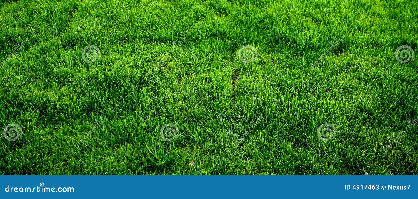 Green Grass Texture stock image. Image of lawn, backgrounds - 4917463